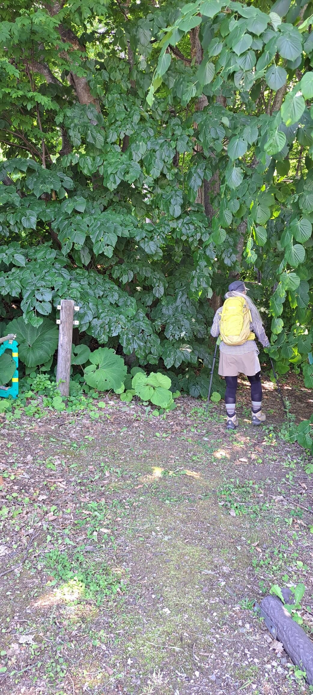 幌岩山 / mojyaさんの幌岩山の活動データ | YAMAP / ヤマップ