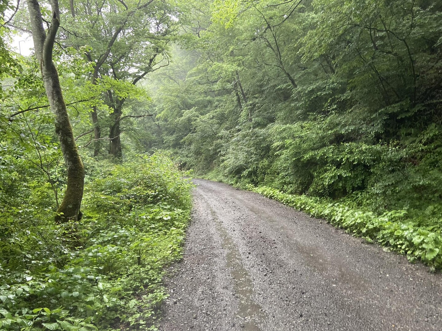 やっと膝の痛みがほとんどなくなった。 久... / yamakenさんのモーメント | YAMAP / ヤマップ