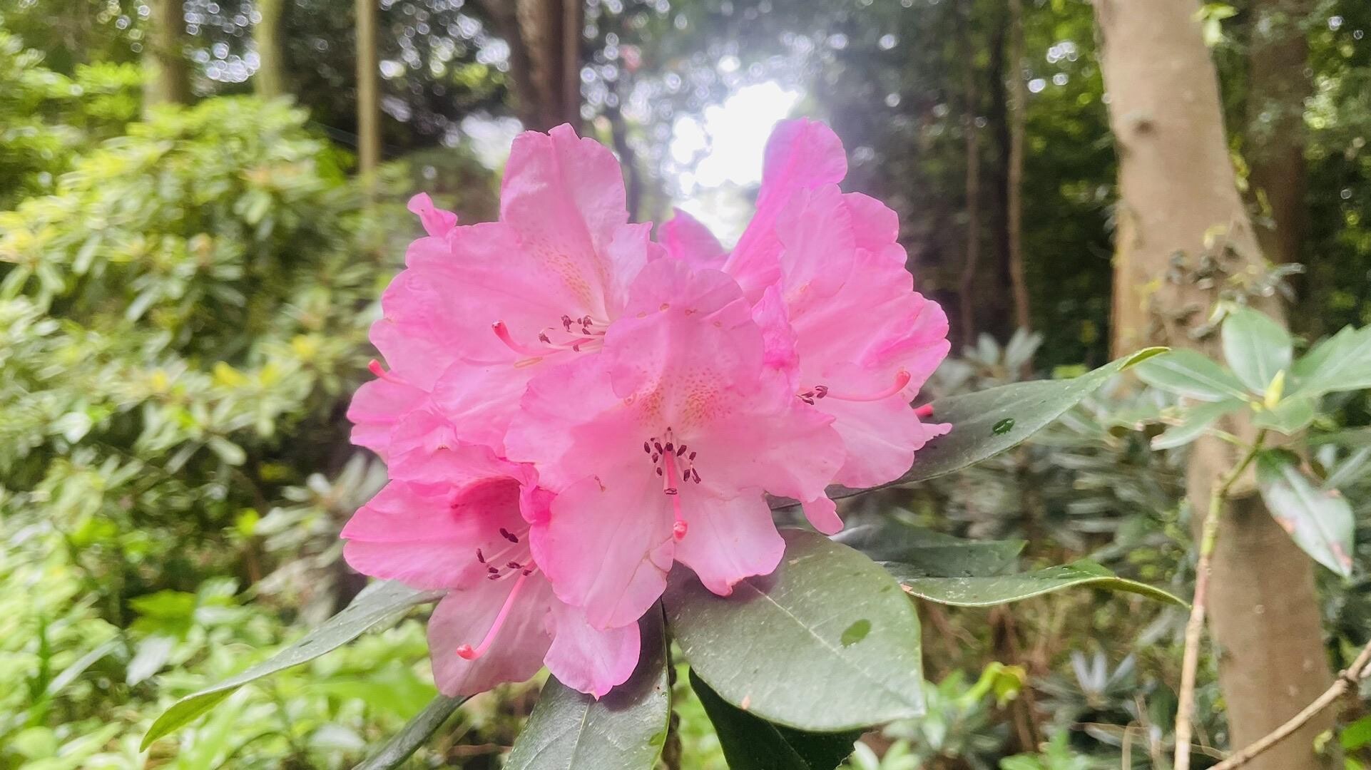 雨でも粟ヶ岳 / aya*neさんの粟ヶ岳の活動データ | YAMAP / ヤマップ