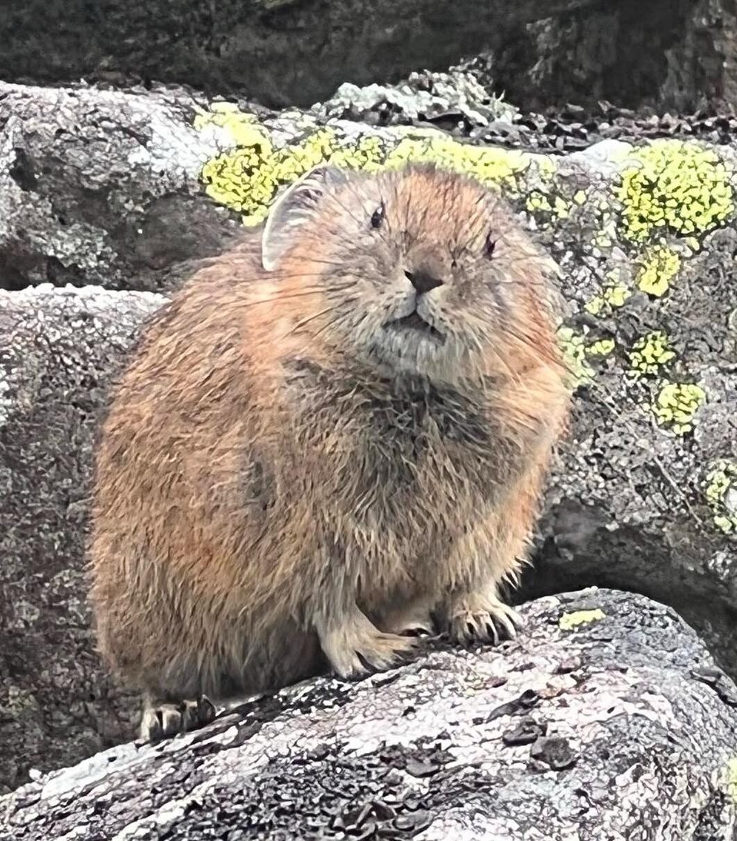 出会った動物の備忘録 Pic1.ナキウサ... / 登さんのモーメント | YAMAP / ヤマップ