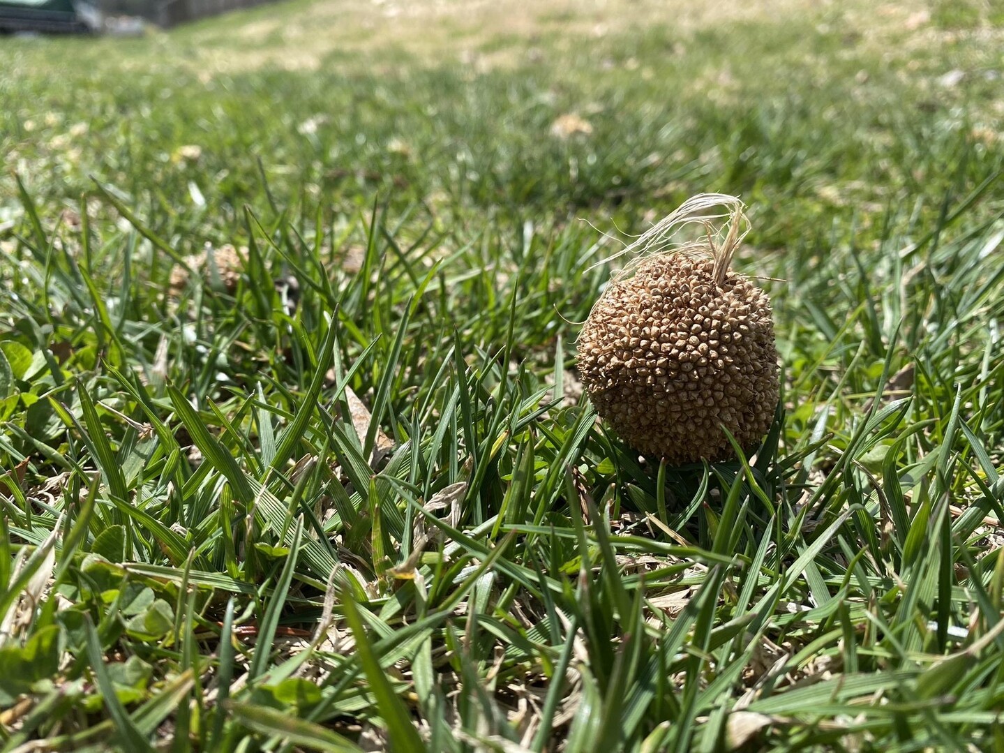 飯縄山（飯綱山） / shihoさんの飯縄山の活動データ | YAMAP / ヤマップ