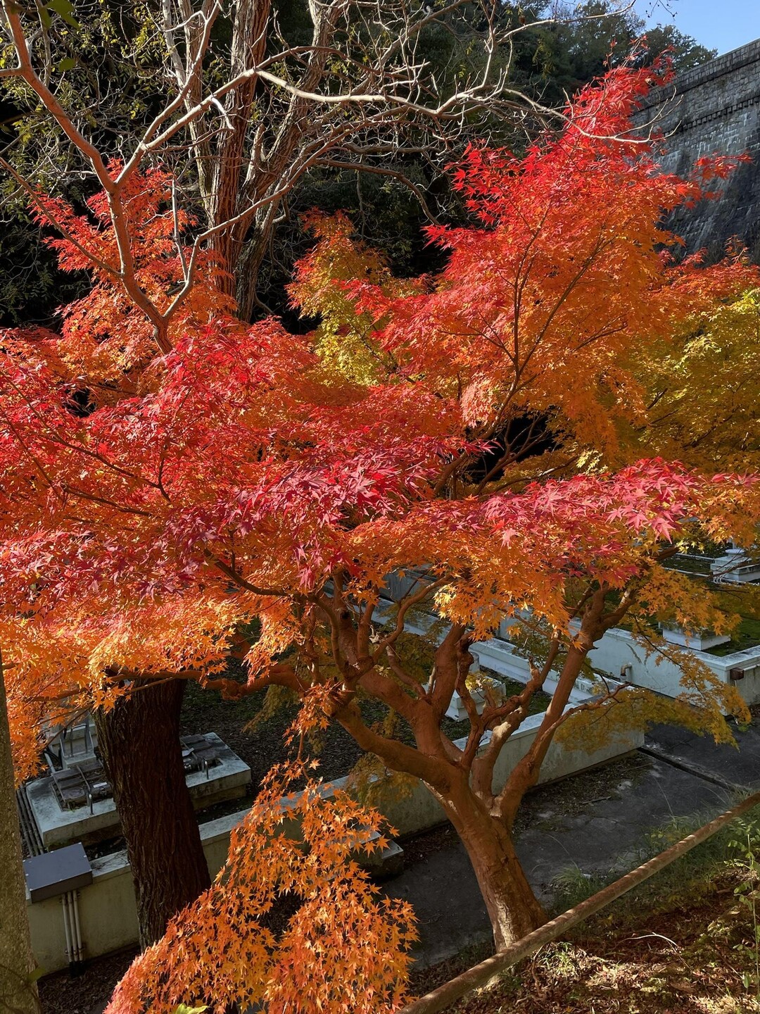 六甲山・長峰山・摩耶山-2024-11-30 / memiさんの六甲山・長峰山・摩耶山の活動データ | YAMAP / ヤマップ