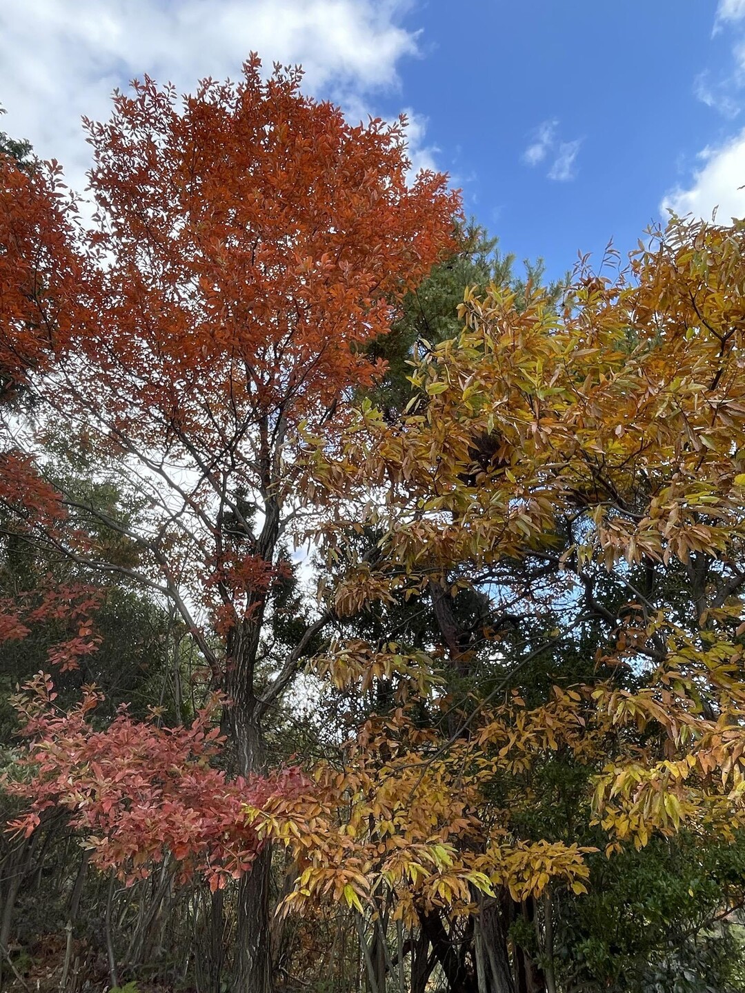 【意外に良かった🍂】二ヶ城山 / Nockyさんの二ヶ城山・松笠山の活動データ | YAMAP / ヤマップ