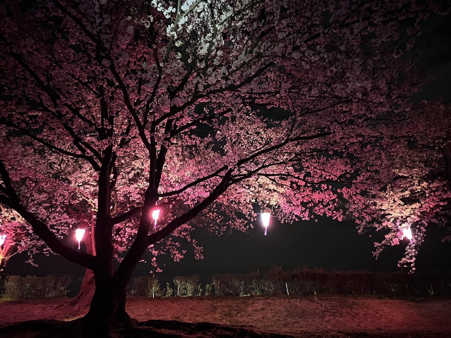 今年最後のお花見🌸 ちょっと寒かったけ... / 𝐑𝐞𝐲 🐾さんのモーメント | YAMAP / ヤマップ