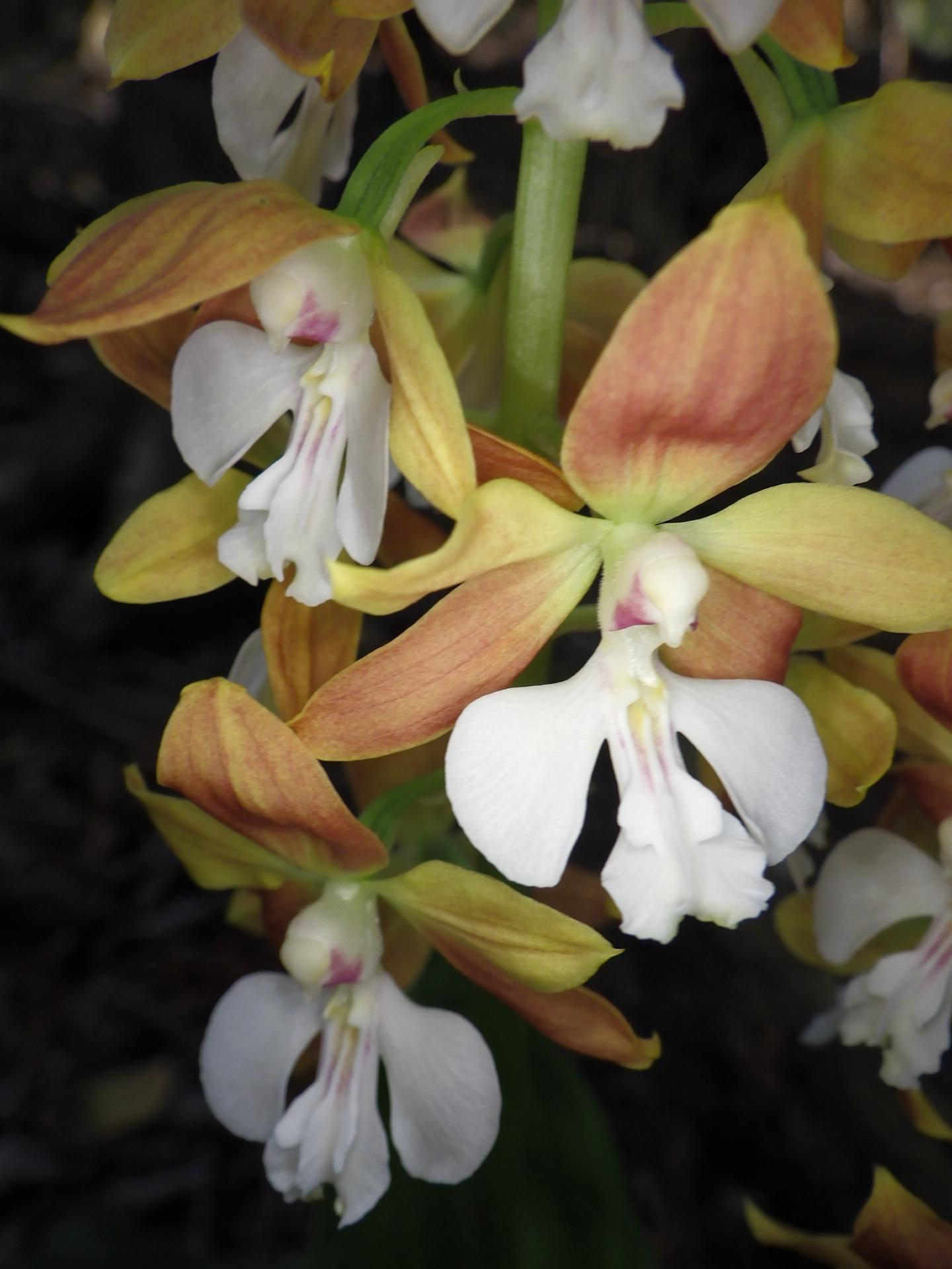 大山 関の山へ 可愛い花たちに出会えまし... / motomickyさんのモーメント | YAMAP / ヤマップ