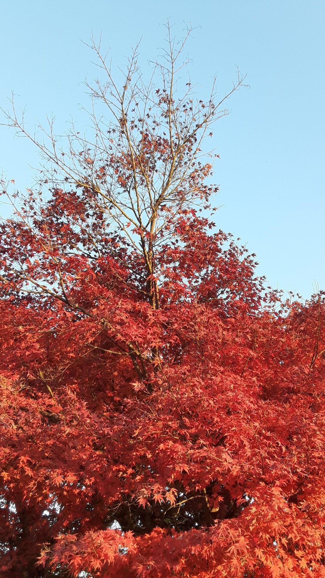 高尾山の紅葉がいよいよ本番になってきまし... / Kyuri_EXさんのモーメント | YAMAP / ヤマップ