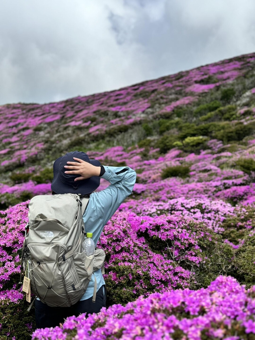 息を飲む感動 ピンクの平治岳🌸 / kazuさんの九重山（久住山）・大船山・星生山の活動データ | YAMAP / ヤマップ