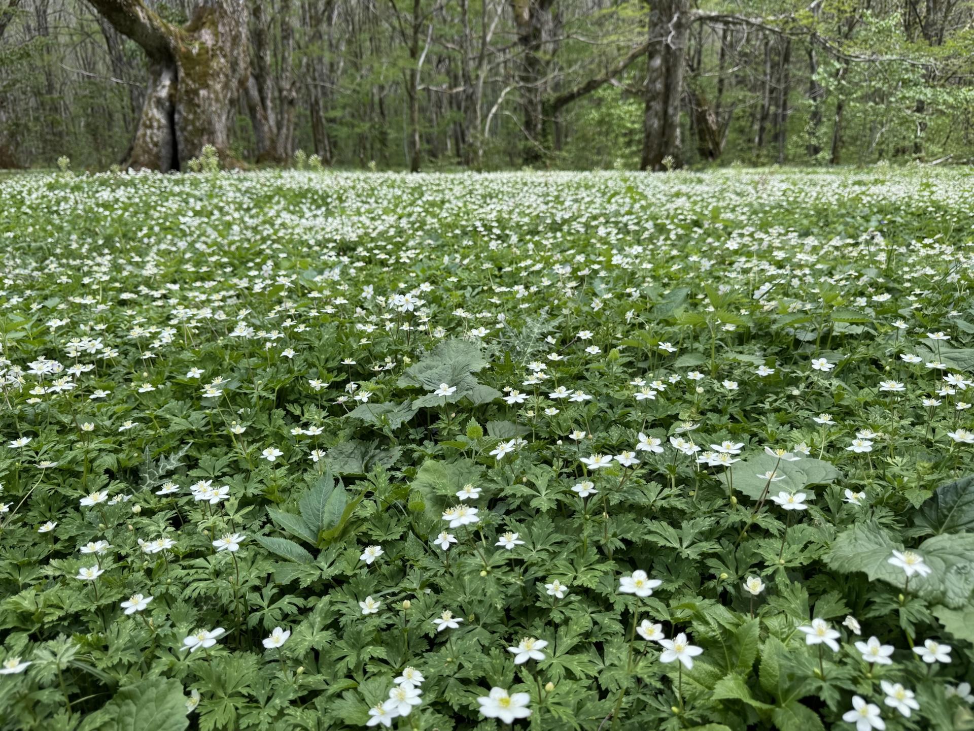 ニリンソウ上高地-2025-05-21 / HAMY ᕱ⑅︎ᕱさんの槍ヶ岳・穂高岳・上高地の活動データ | YAMAP / ヤマップ