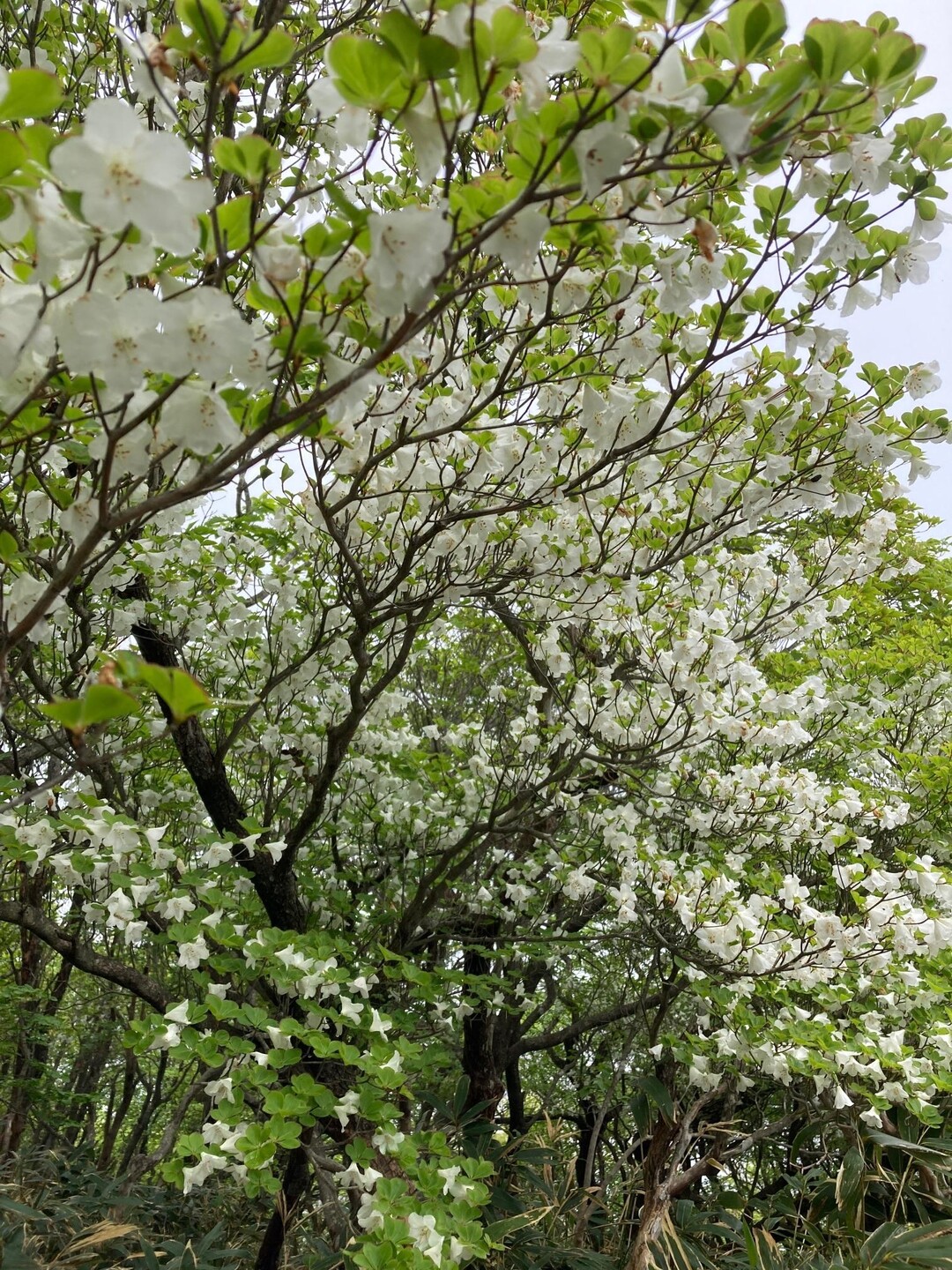 御在所岳 / kanapさんのウォーキングの活動データ | YAMAP / ヤマップ
