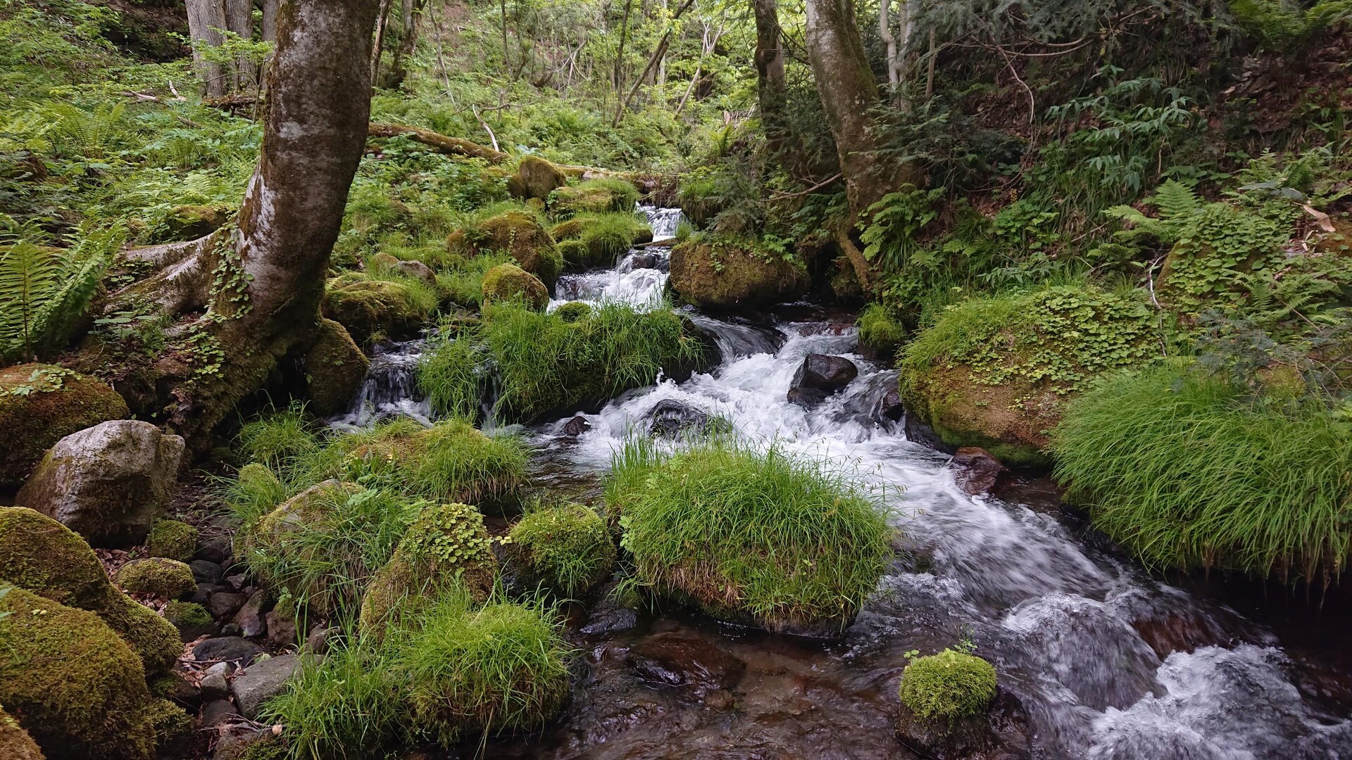 奥大山 木谷沢渓流・鬼女台 / ya.junさんの烏ヶ山・象山（笹ヶ峰）の活動データ | YAMAP / ヤマップ