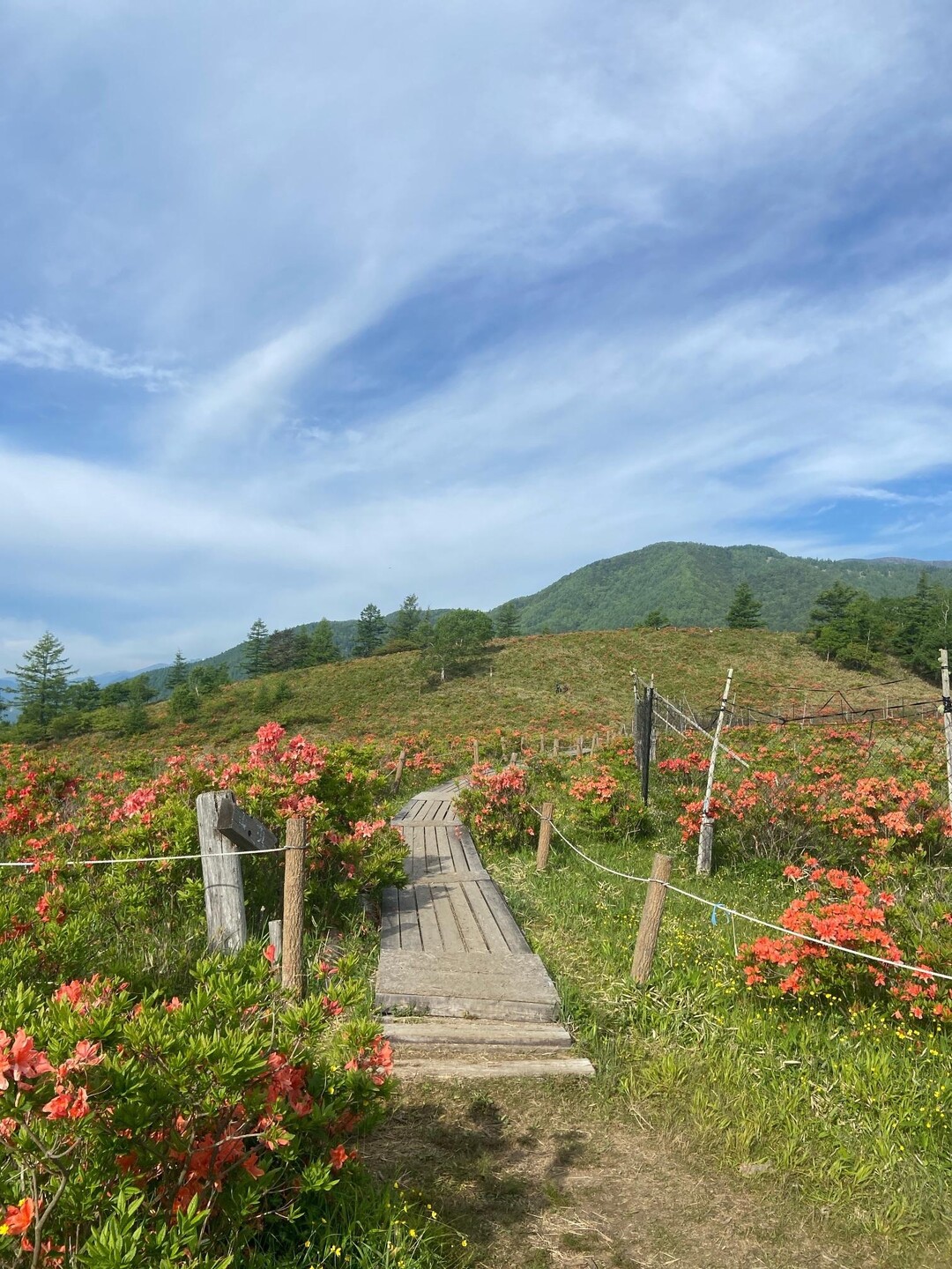 甘利山・奥甘利山・大西峰・千頭星山 / Annさんの鳳凰山・地蔵岳・観音岳・薬師岳の活動データ | YAMAP / ヤマップ