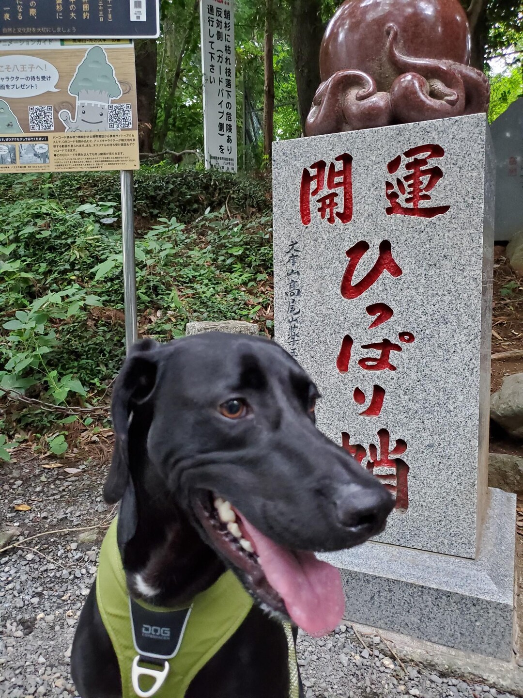 高尾山 / Kazzさんの高尾山・陣馬山・景信山の活動データ | YAMAP / ヤマップ