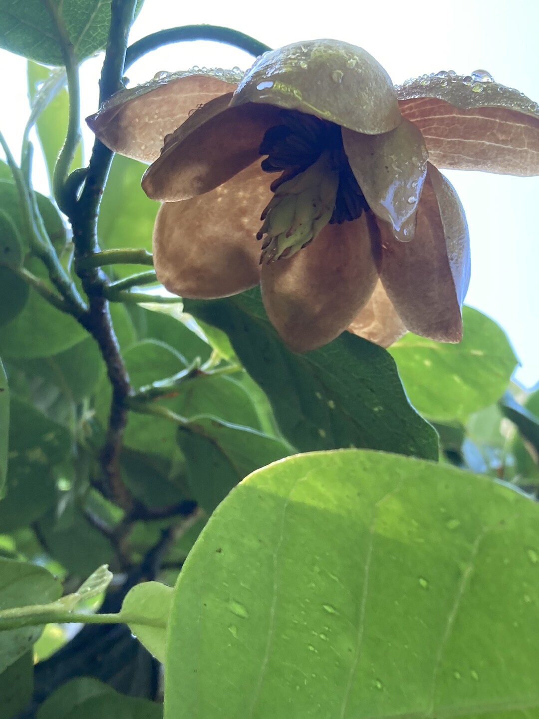 まだあった？オオヤマレンゲただしミイラww 弥山、八経、明星 / akimetalさんの八経ヶ岳の活動データ | YAMAP / ヤマップ