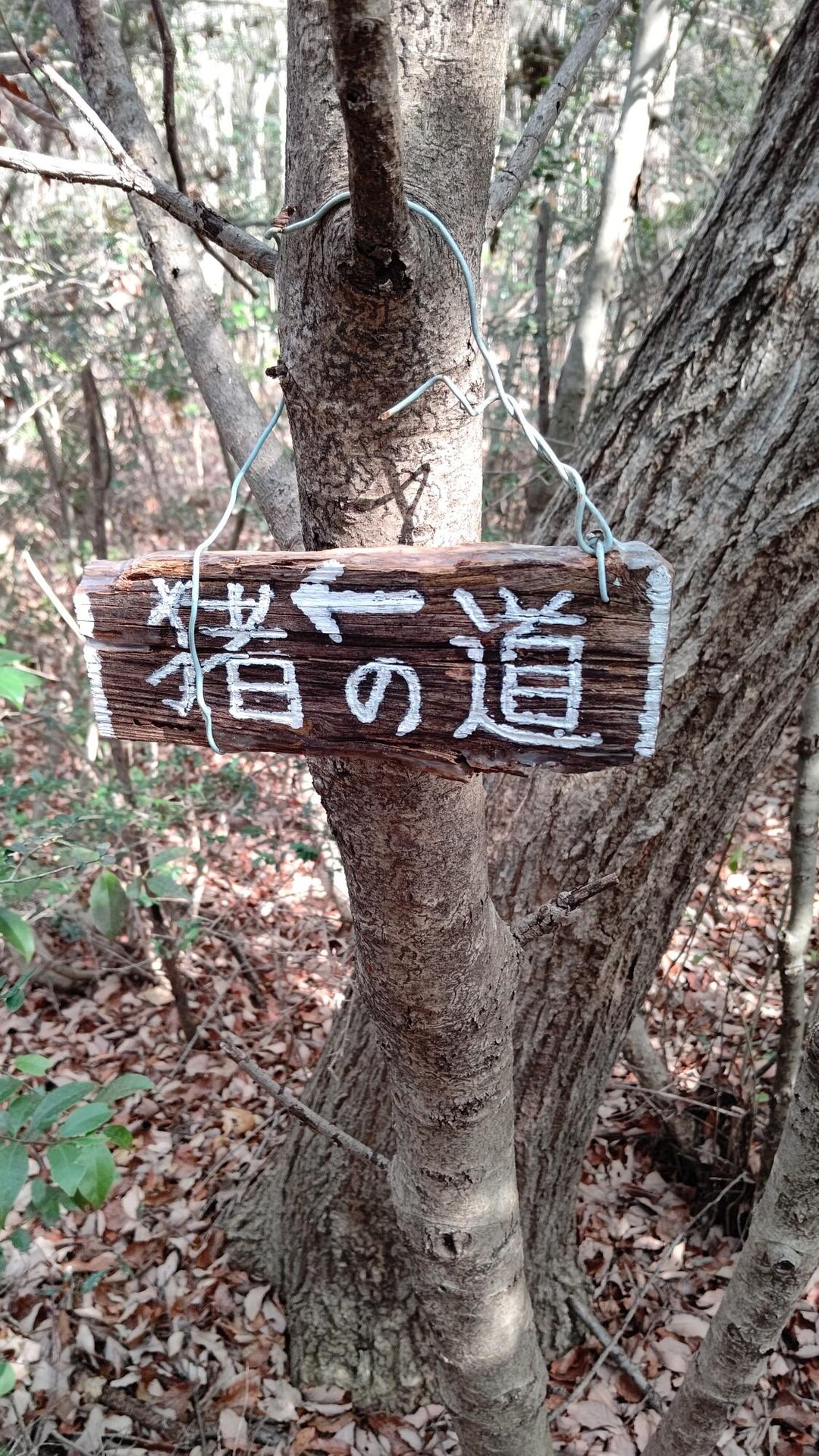 masakiのページ | YAMAP / ヤマップ