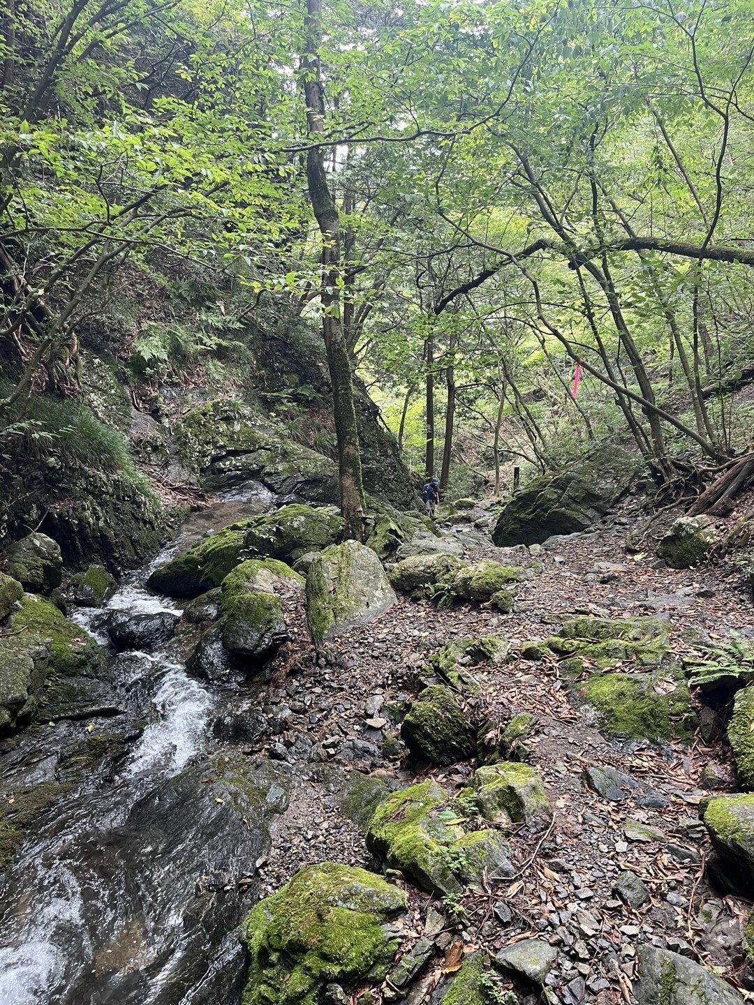棒ノ嶺（棒ノ折山） / kazuponさんの棒ノ折山（棒ノ嶺）の活動データ | YAMAP / ヤマップ