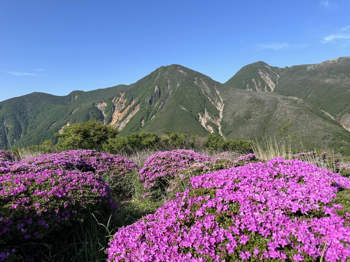 くじゅう ミヤマキリシマ II（立中山） / tiroさんの九重山（久住山）・大船山・星生山の活動データ | YAMAP / ヤマップ