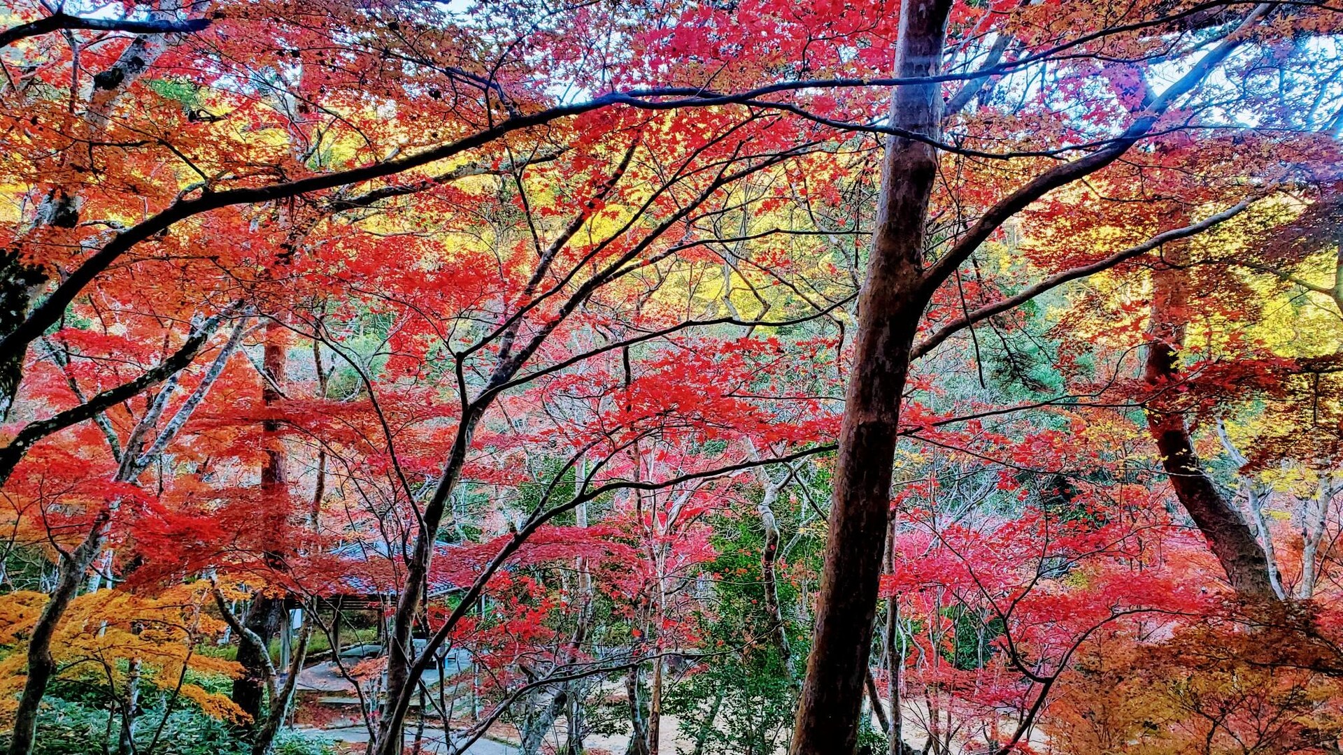 有馬温泉 瑞宝寺公園2023.11.22... / ららさんのモーメント | YAMAP / ヤマップ