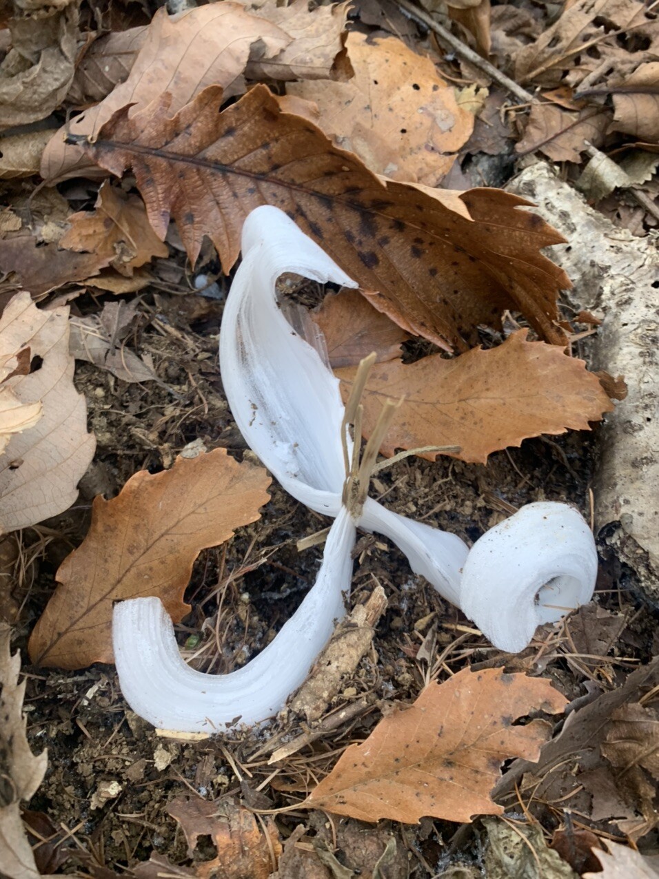 shin🤗のページ | YAMAP / ヤマップ