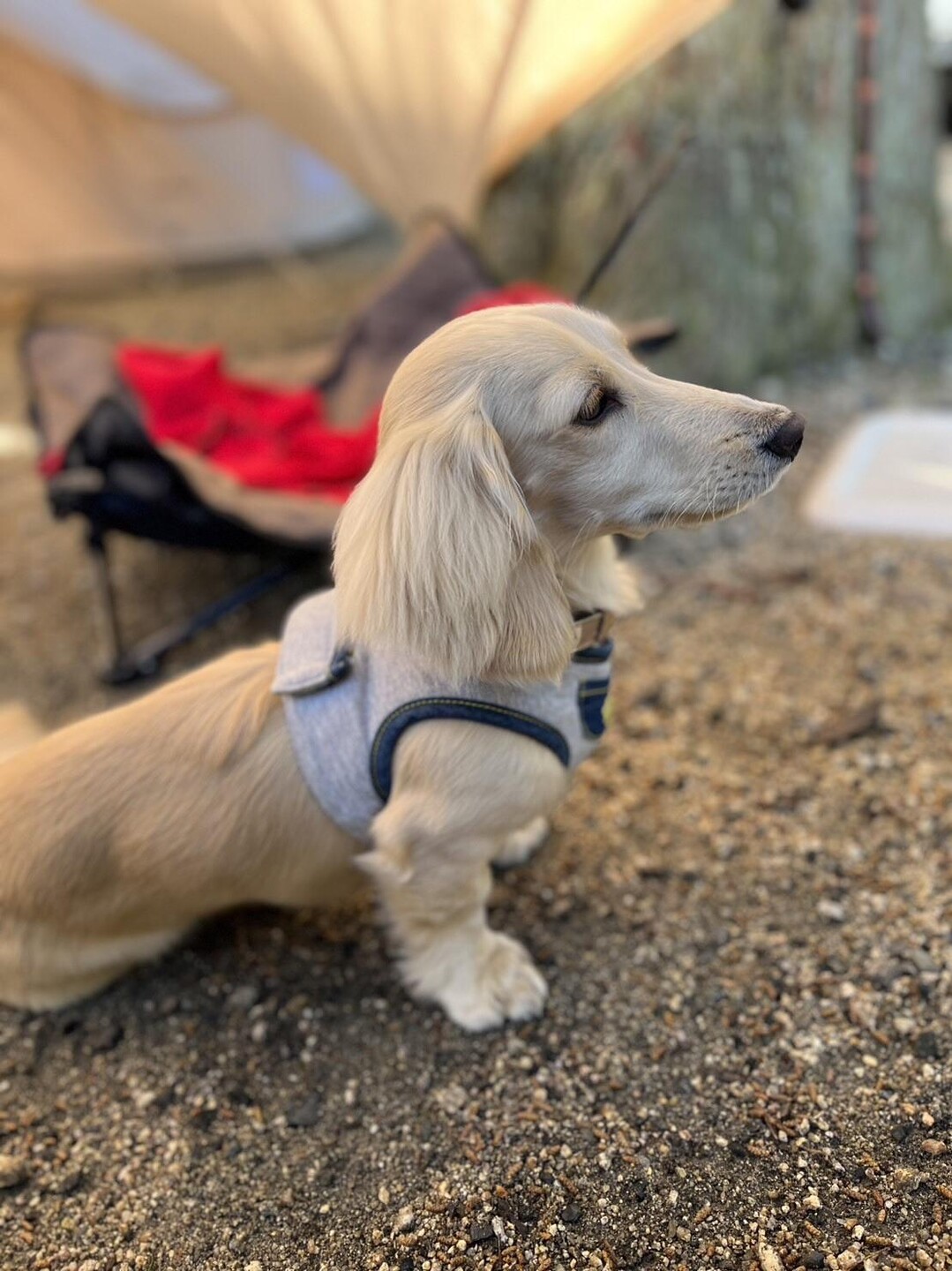 キャンプ🏕with Dog🐾デビュー... / 登 人 《 ITC-ONE 》さんのモーメント | YAMAP / ヤマップ