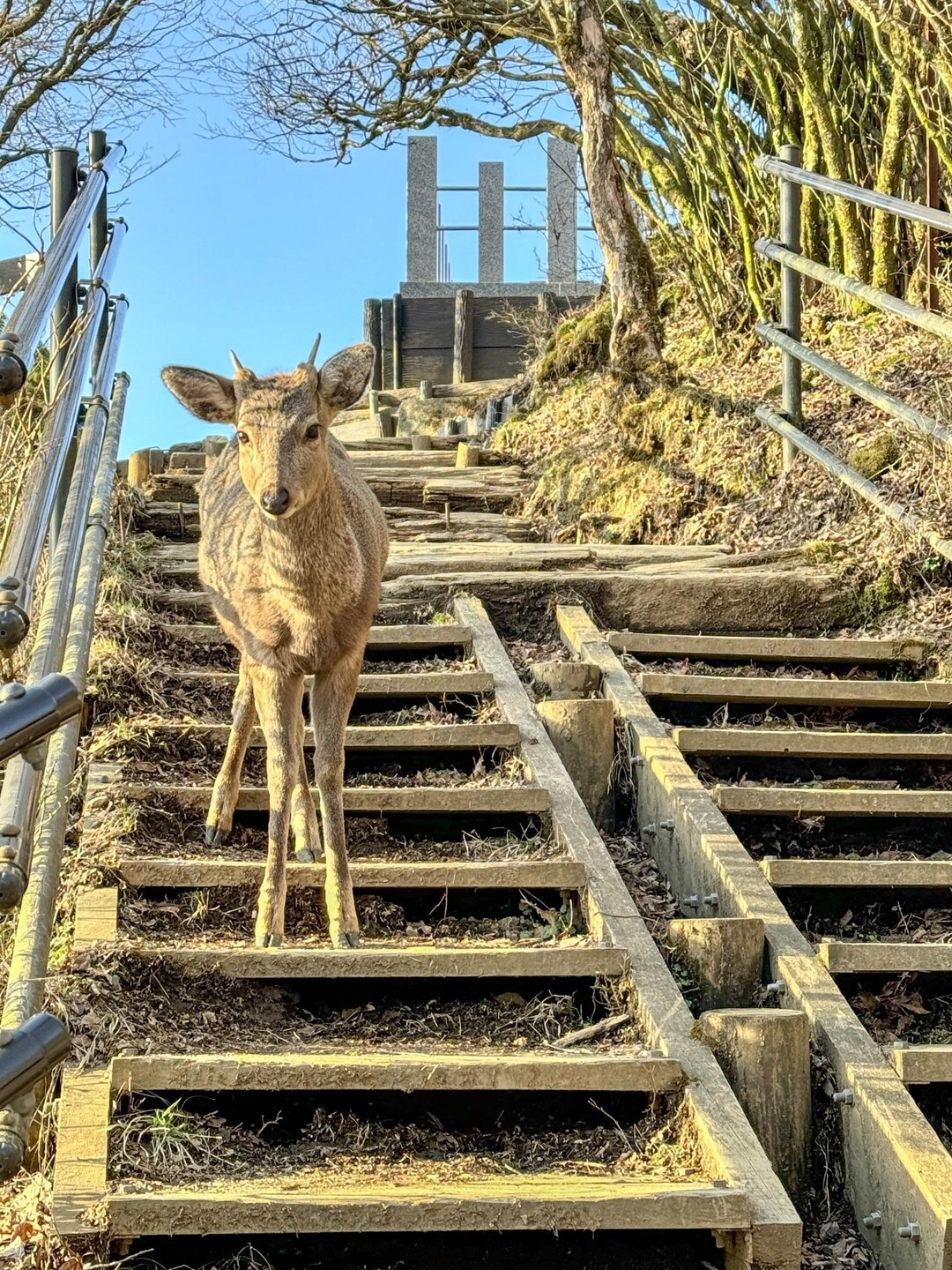 大山（丹沢）-2024-4-11 / 🏔️🚴🏻‍♂️kazu kun ️さんの塔ノ岳・丹沢山・蛭ヶ岳の活動データ | YAMAP / ヤマップ