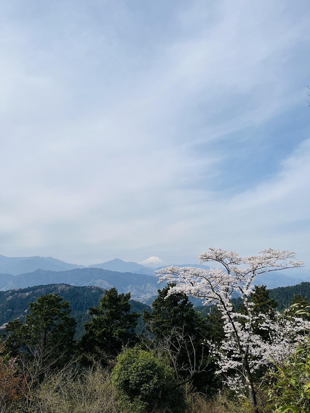 春🌸高尾山🌸城山 / SSMさんの高尾山・陣馬山・景信山の活動データ | YAMAP / ヤマップ