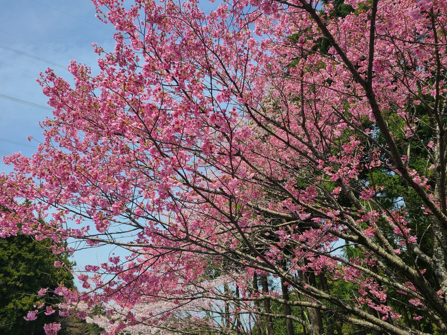 引地山まで / jnkさんの皿ヶ嶺・梅ヶ谷山・うなめごの活動データ | YAMAP / ヤマップ