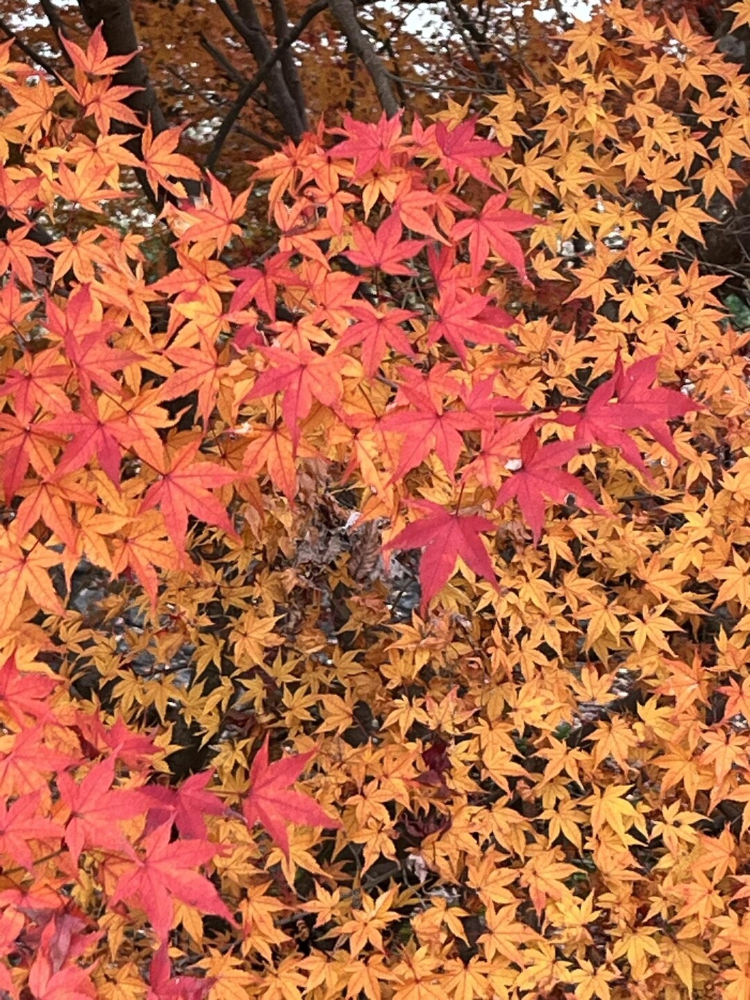 永源寺の紅葉 （滋賀県東近江市） R6.... / えいちゃんさんのモーメント | YAMAP / ヤマップ