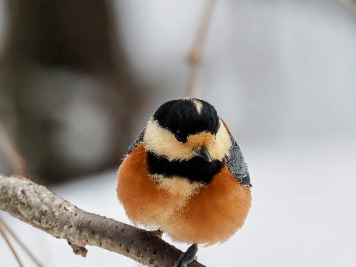 シュー散歩 / doaraさんのウォーキングの活動データ | YAMAP / ヤマップ