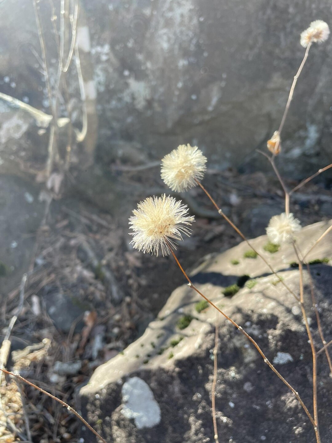 高川山・小形山20240106 / Sgさんの高川山の活動データ | YAMAP / ヤマップ