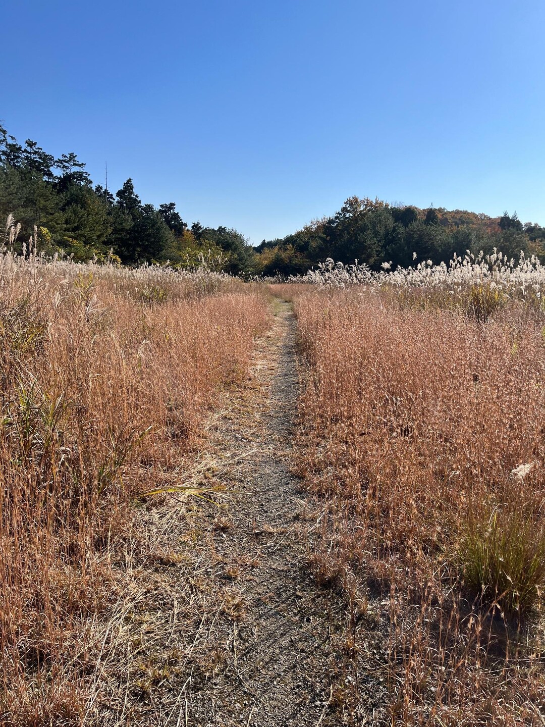 東秩父村役場→官ノ倉山→ うどん→仙元山→玉川温泉♨️→山→明覚駅 13ピーク⛰ / mskふぅさんの官ノ倉山の活動データ | YAMAP / ヤマップ
