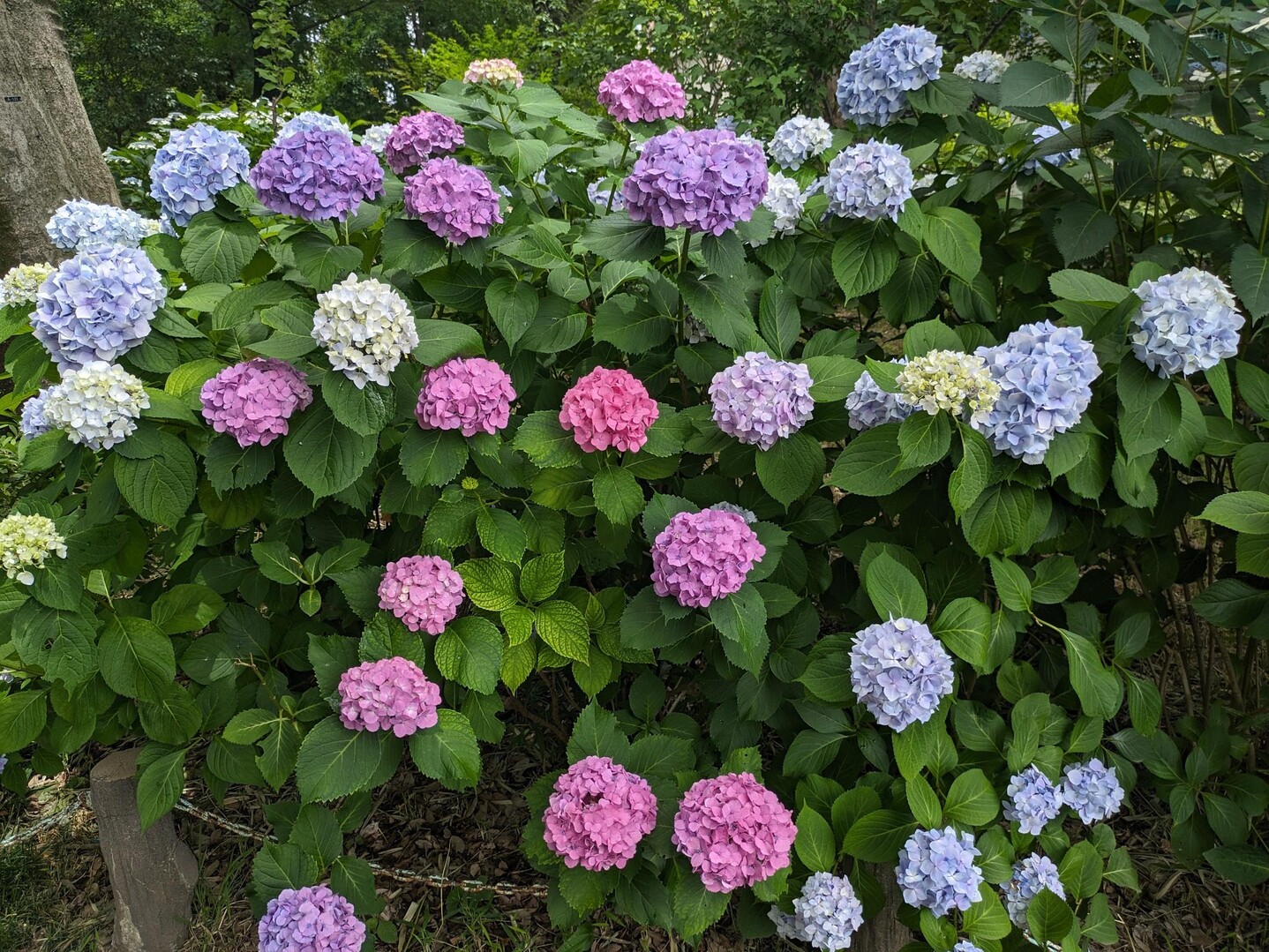 紫陽花🩵💙🩷💜 善福寺池 / ☆futa☆さんの東京都23区 西エリアの活動データ | YAMAP / ヤマップ