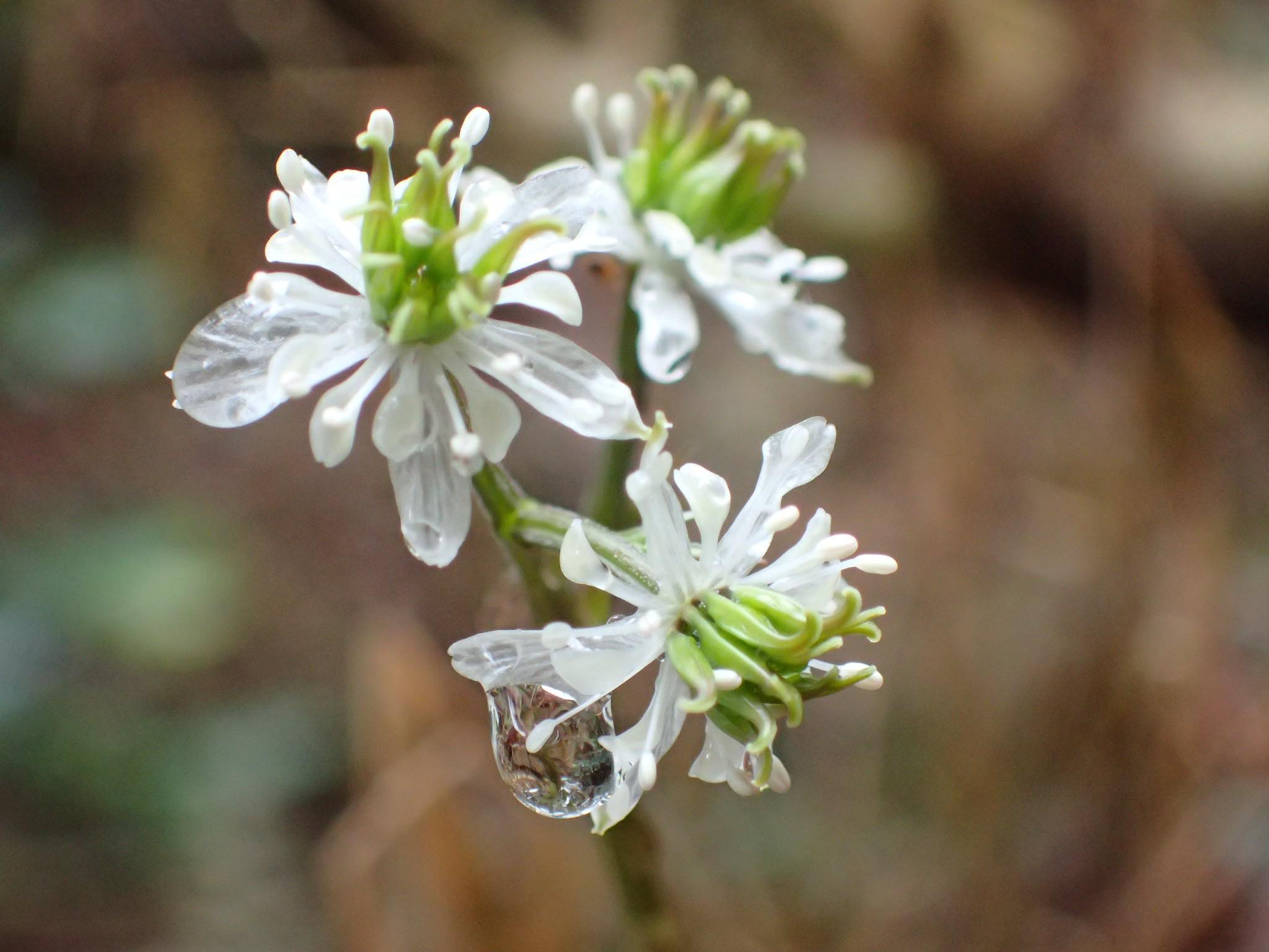 雨の後のセリバオウレン。 「透明な花」が... / ryuさんのモーメント | YAMAP / ヤマップ