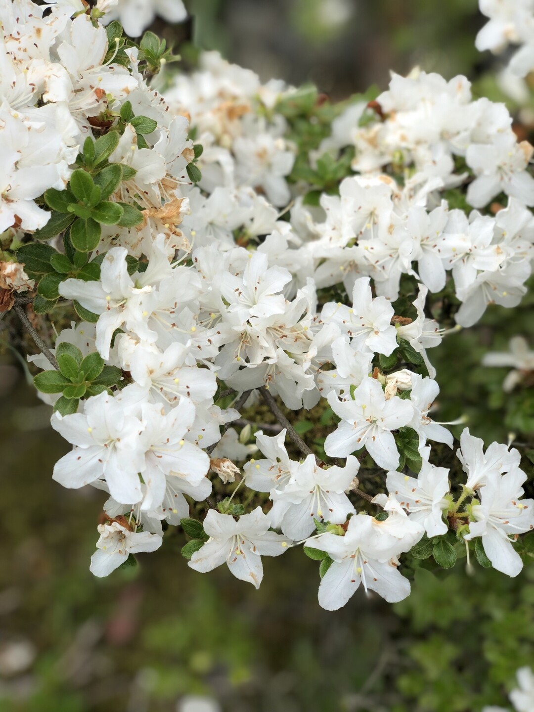 記録用:)白のミヤマキリシマ〜😌 / 963さんのモーメント | YAMAP / ヤマップ