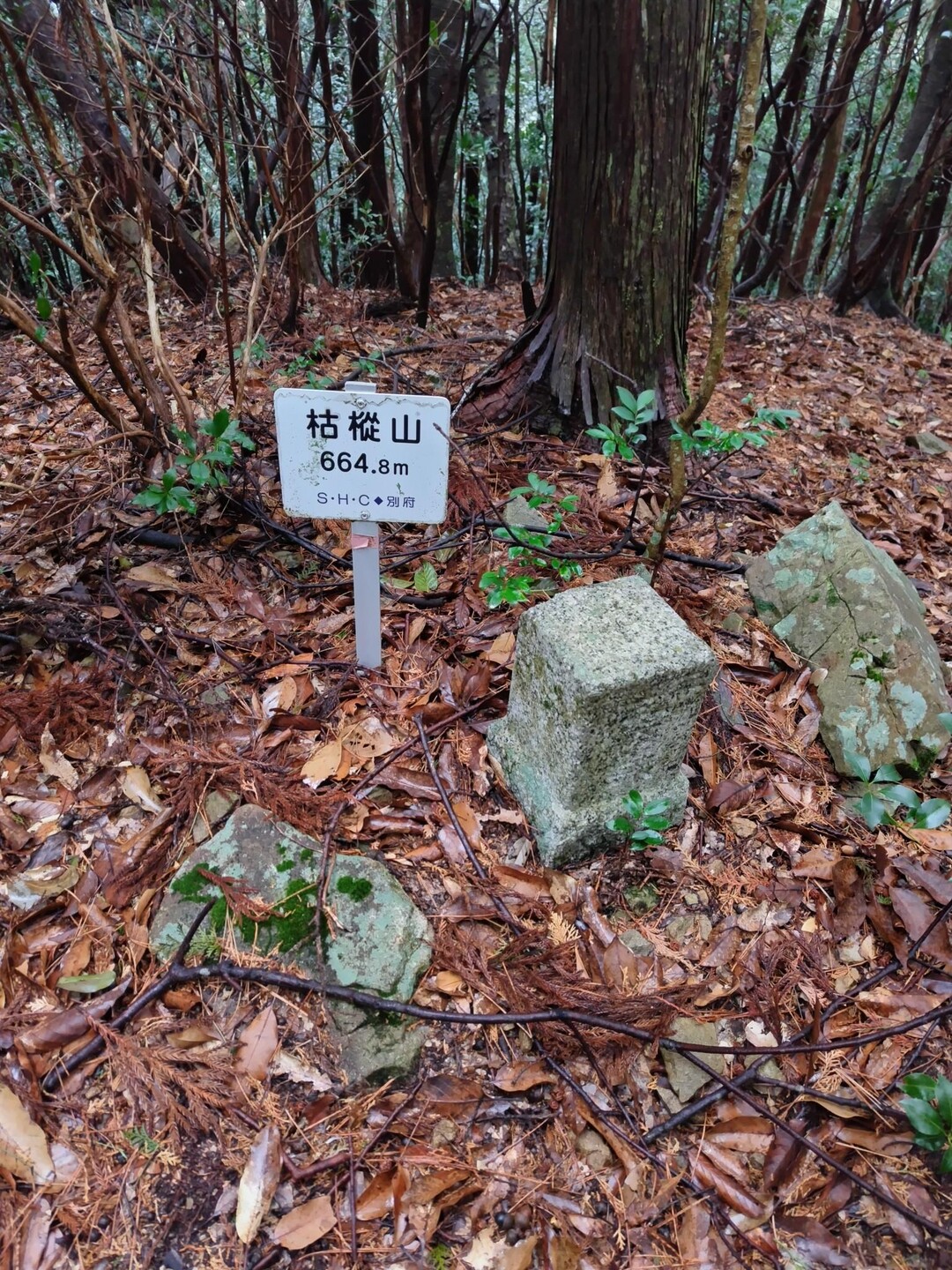 枯樅山 / nanaoさんの津島畑山の活動データ | YAMAP / ヤマップ