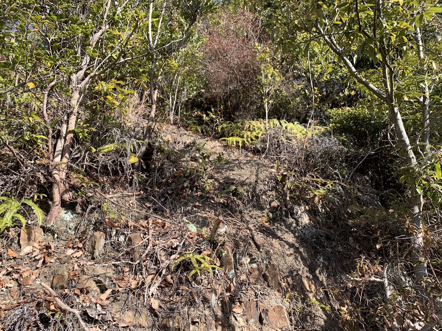 greenmoonきくちゃんさんの投稿したフィールドメモ | YAMAP / ヤマップ