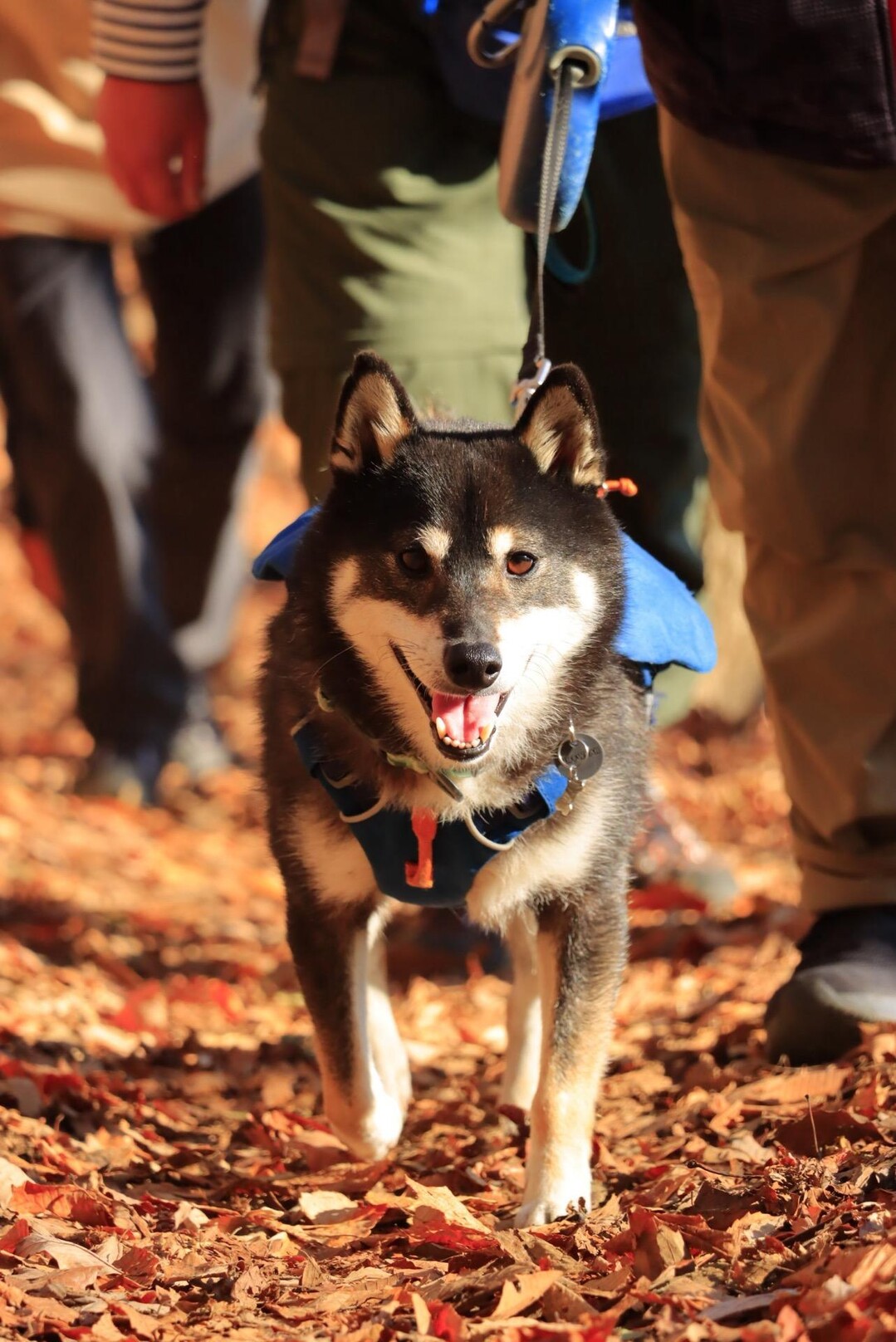 紅葉映え パノラマ台に ワンコたち / Corchanさんの三方分山・パノラマ台の活動データ | YAMAP / ヤマップ