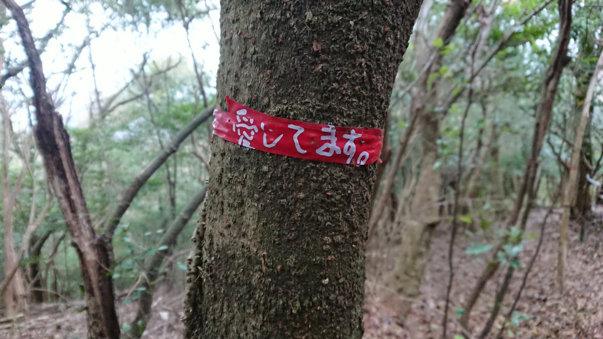 懐良台・鶴が峠・小富士前山・小富士山・岩嵓・赤松台・高山・愛宕山・西山・山内ピーク・愛宕山東峰... / たきぽんさんの大坂山（飯岳山）・障子 ...