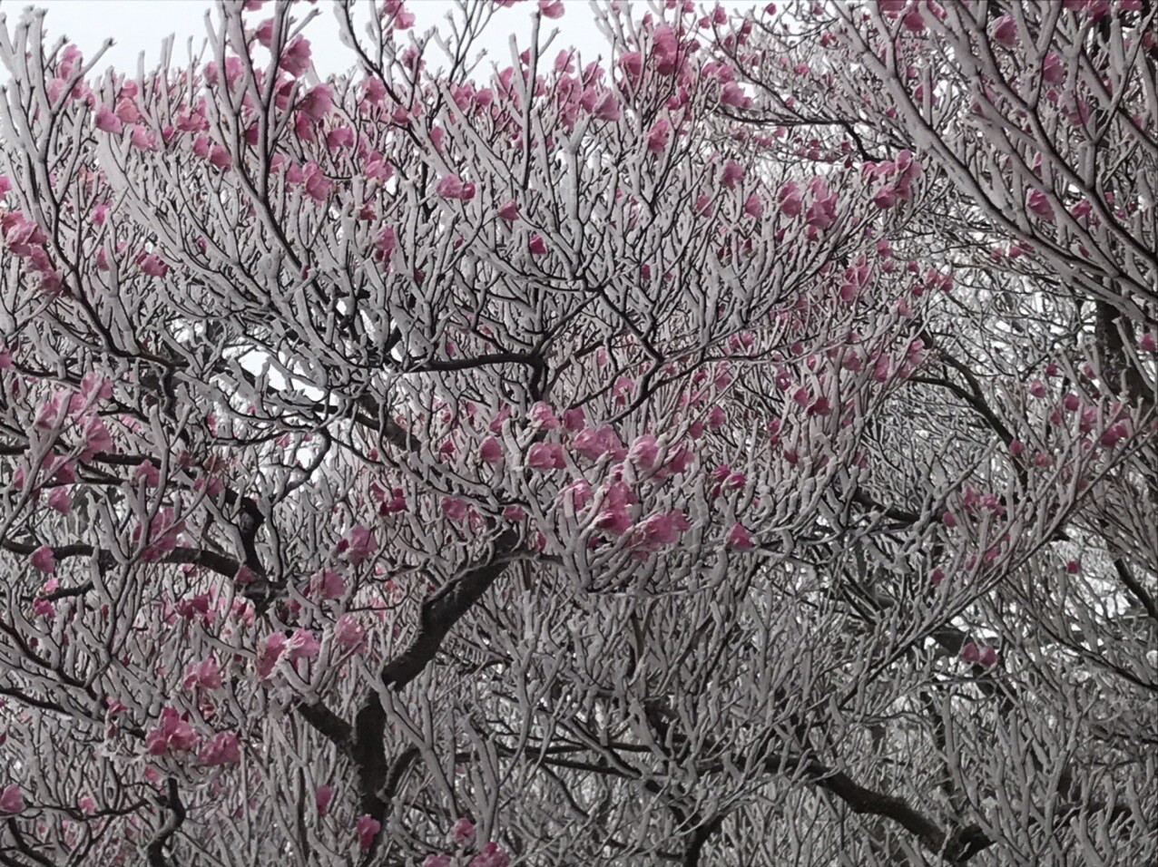 5月2.3日 片道950キロの九州に大... / ISOさんのモーメント | YAMAP / ヤマップ