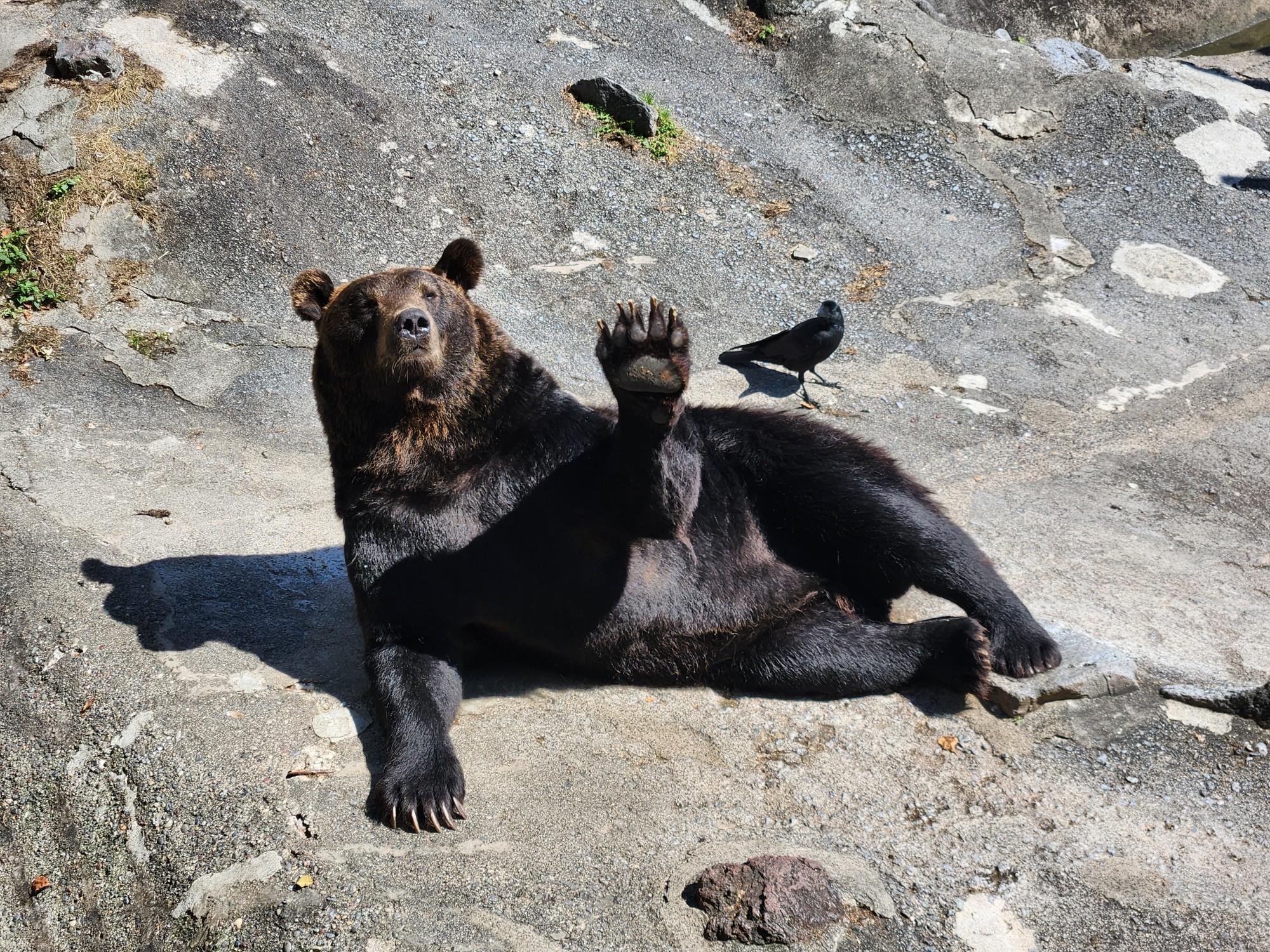 四方嶺 / pankoさんの登別市の活動日記 | YAMAP / ヤマップ