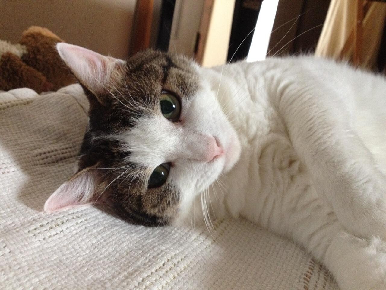 tontonのページ | YAMAP / ヤマップ