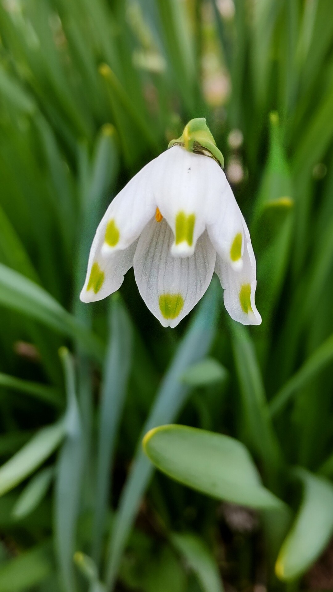 久しぶりにメダカ池を訪れて来ました ... / yama to soraさんのモーメント | YAMAP / ヤマップ