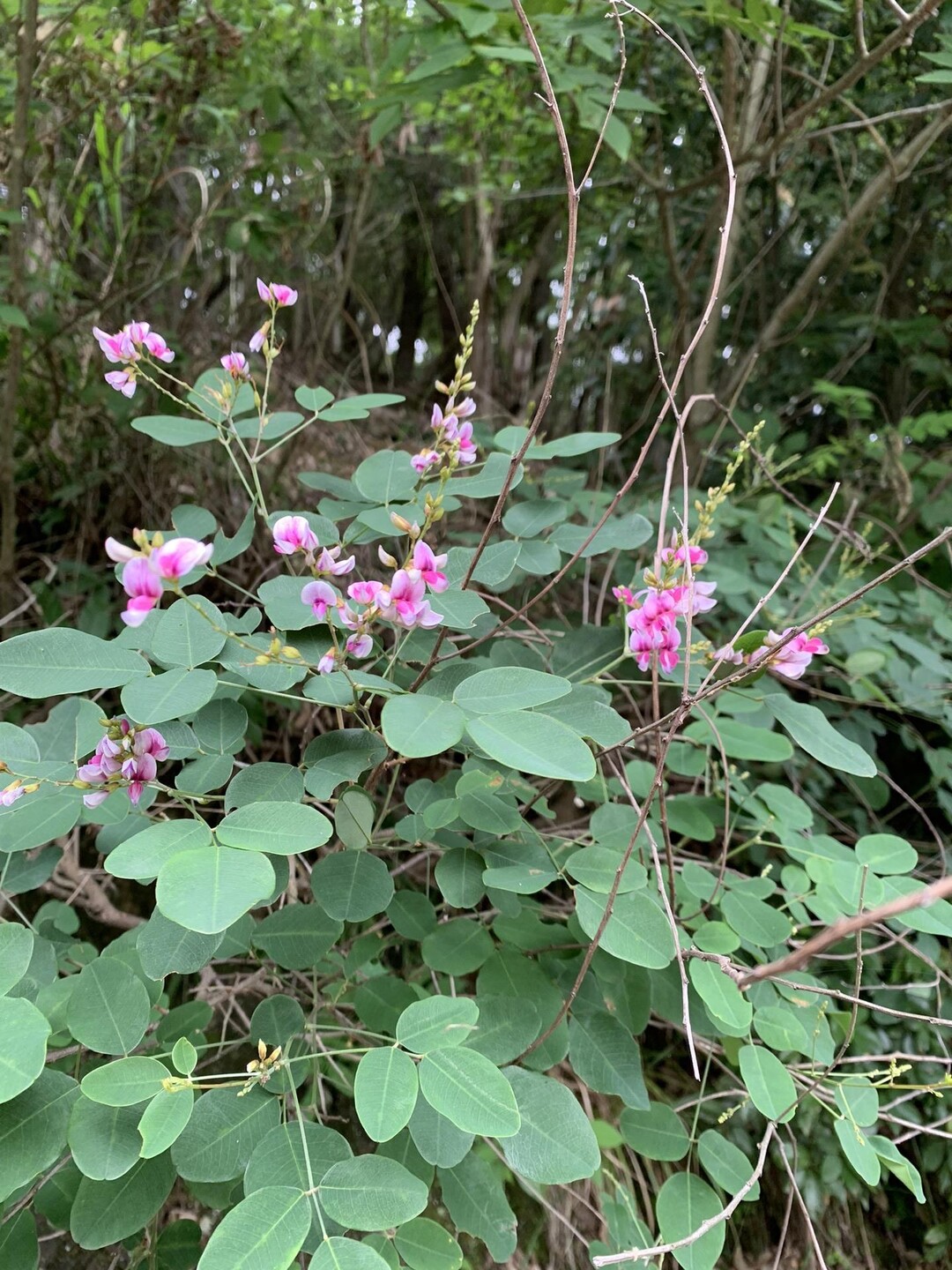 的場山 / YMO.Kさんの亀山・鶏籠山・的場山の活動データ | YAMAP / ヤマップ