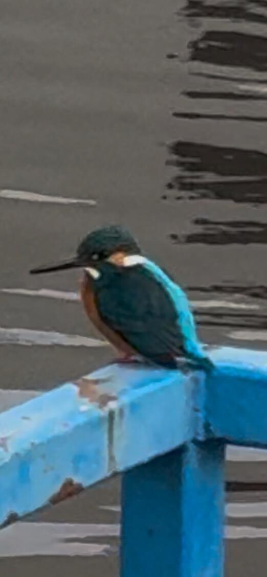 山には行かず地元を歩いていると いたぁー... / ジュンさんのモーメント | YAMAP / ヤマップ