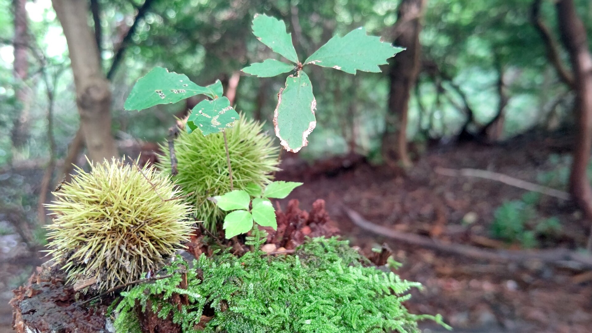 南宮山(展望ポイントまで) / ypkunさんの南宮山・象鼻山の活動データ | YAMAP / ヤマップ