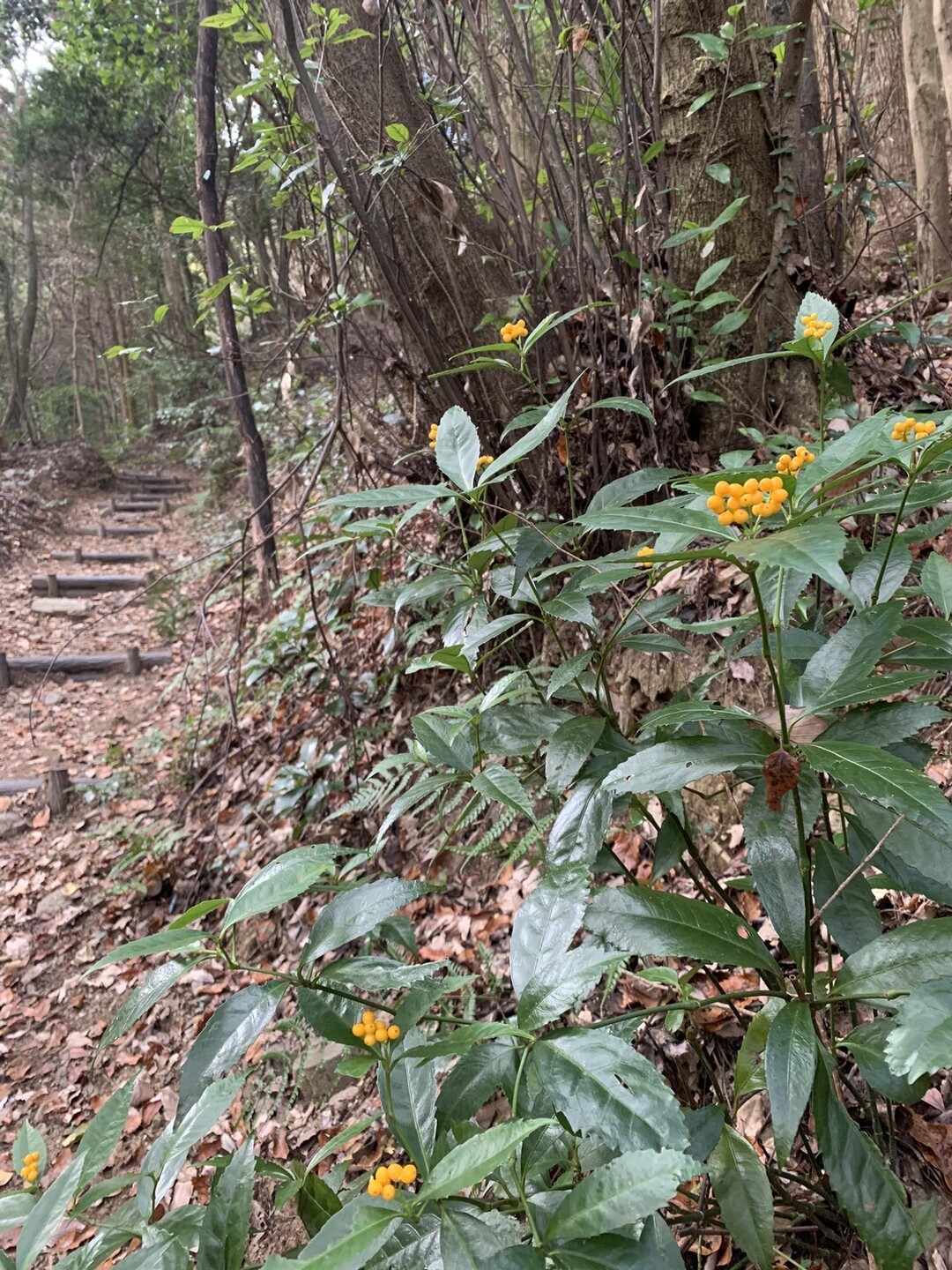 宮路山 / chiekoさんの本宮山・大日山・風頭山の活動データ | YAMAP / ヤマップ