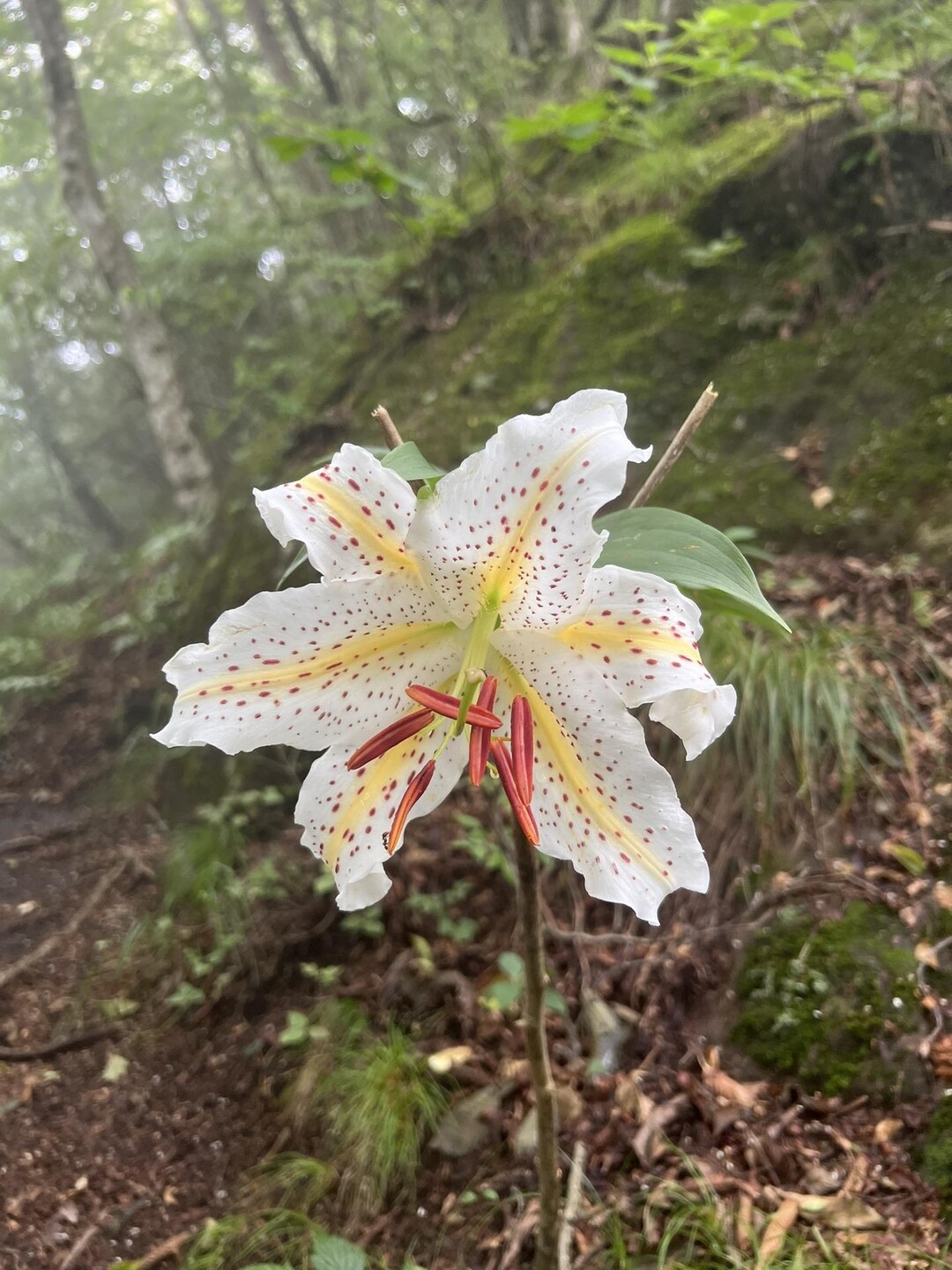 浅間山(水沢山)【R5.48】 / なり460さんの榛名山・天狗山・天目山の活動データ | YAMAP / ヤマップ