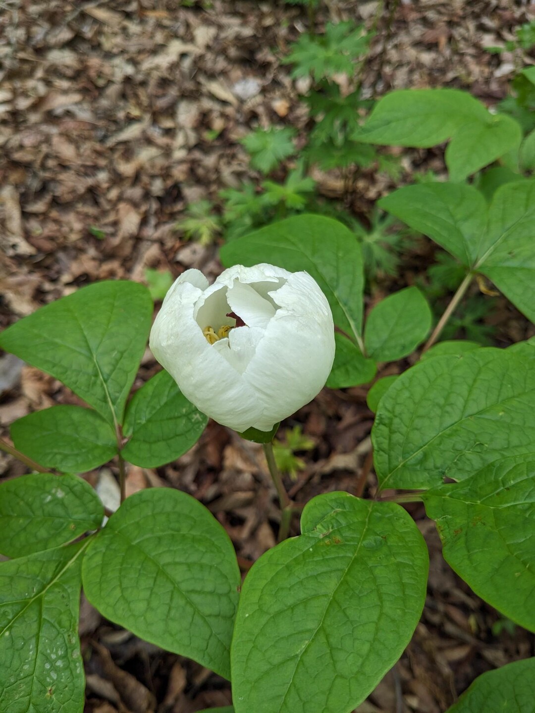 コクイ谷出合周辺でヤマシャクヤク探し / ferdiさんの御在所岳（御在所山）・雨乞岳の活動日記 | YAMAP / ヤマップ