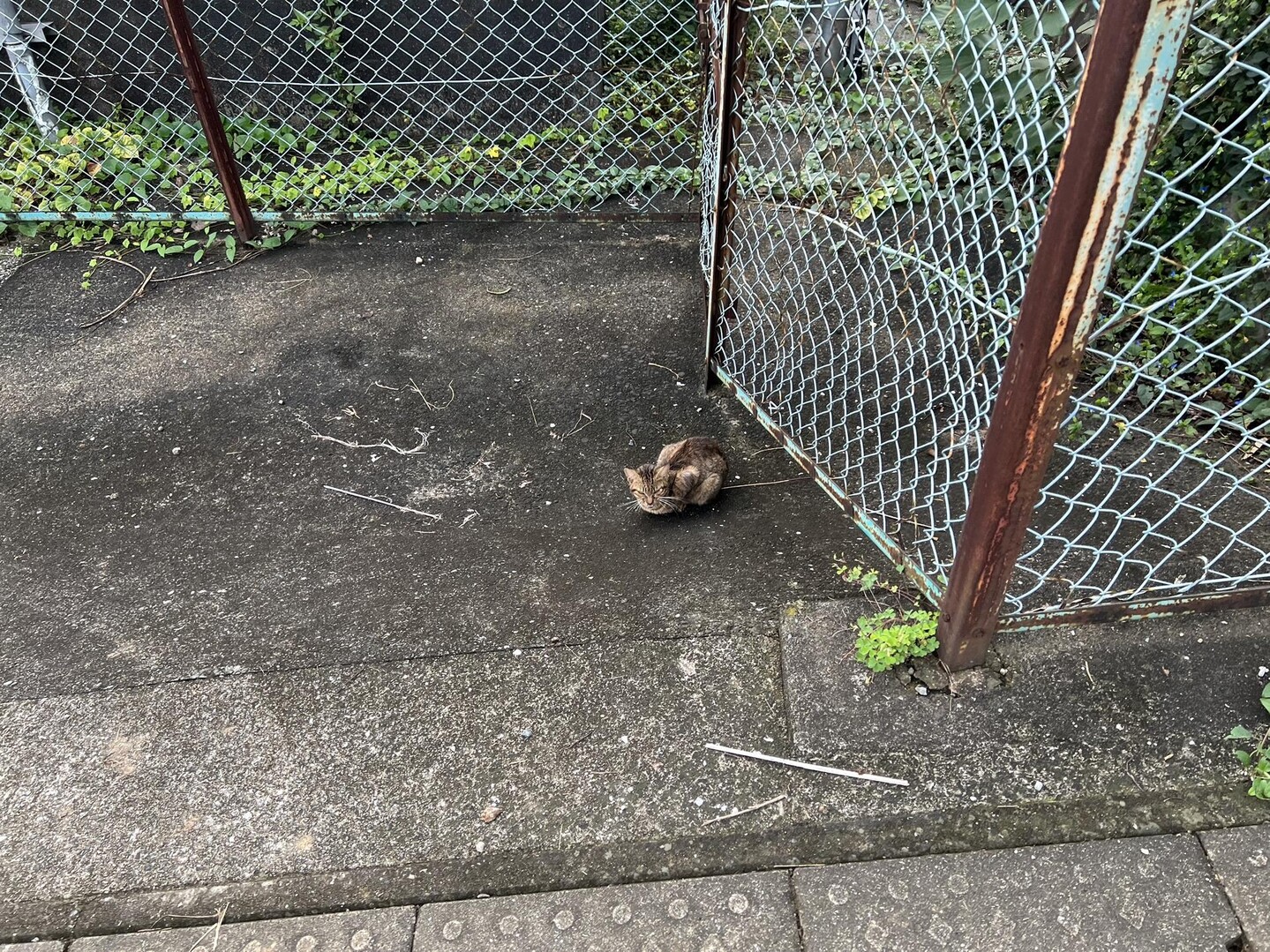 お初です。 / FW16さんの立花山・三日月山・城ノ越山の活動データ | YAMAP / ヤマップ