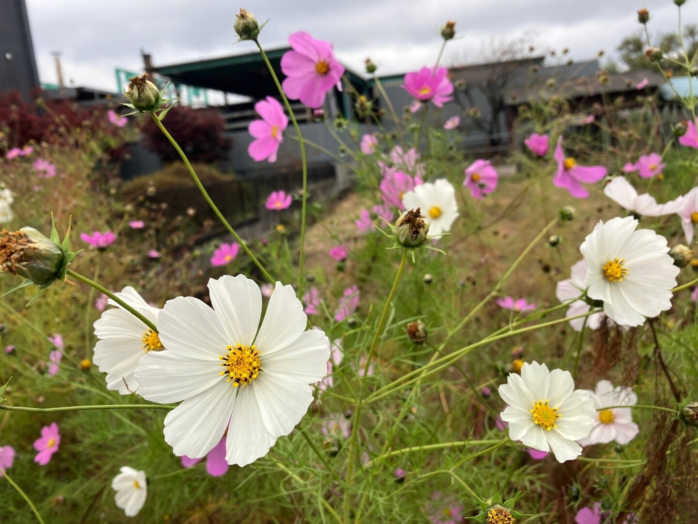 🌿AZUSA 🌸伍 🥾さんの投稿したフィールドメモ | YAMAP / ヤマップ