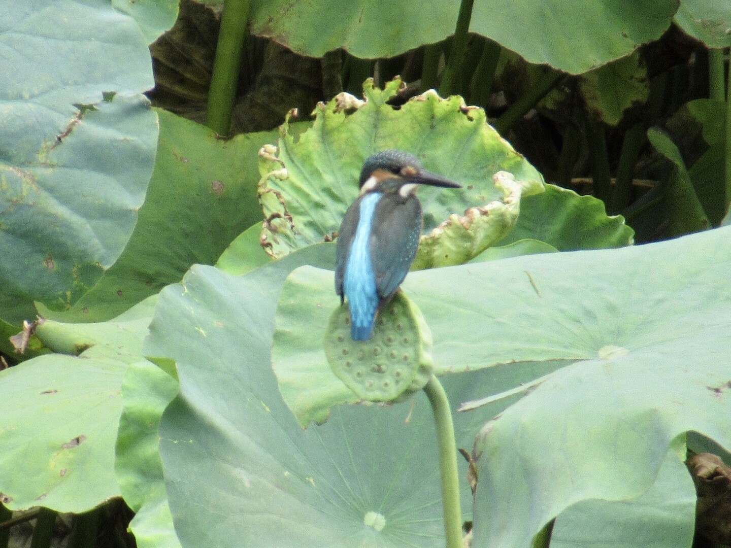 小田原の蓮🪷,カワセミ,石垣山 / Kazu.Muさんの箱根山・神山の活動データ | YAMAP / ヤマップ